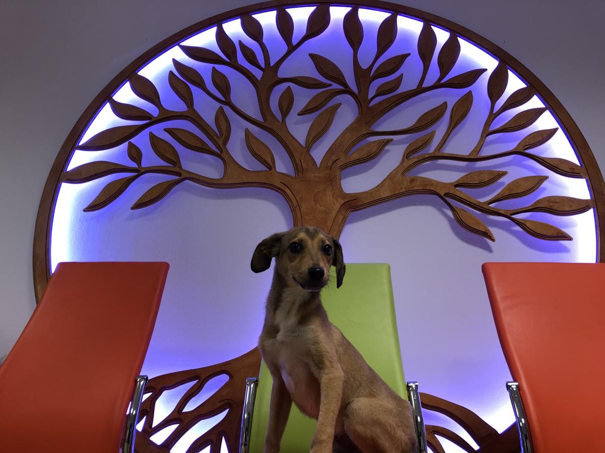 Supervet Állatorvosi Rendelő, Budapest